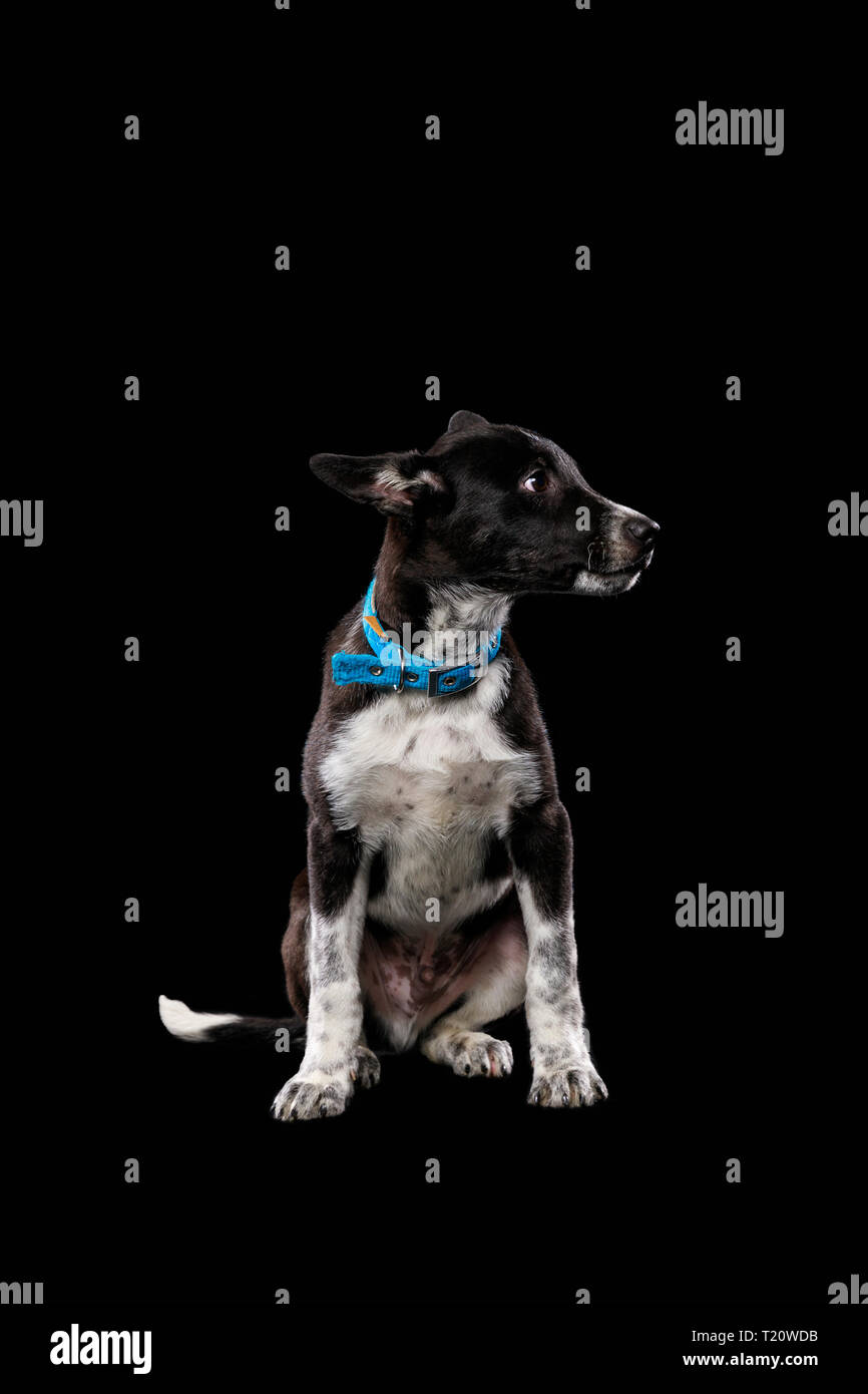 dark mongrel dog in blue collar isolated on black Stock Photo - Alamy