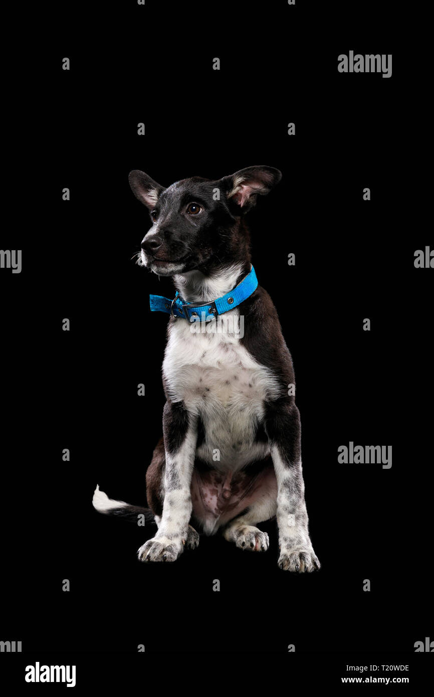 dark mongrel dog with blue collar isolated on black Stock Photo - Alamy