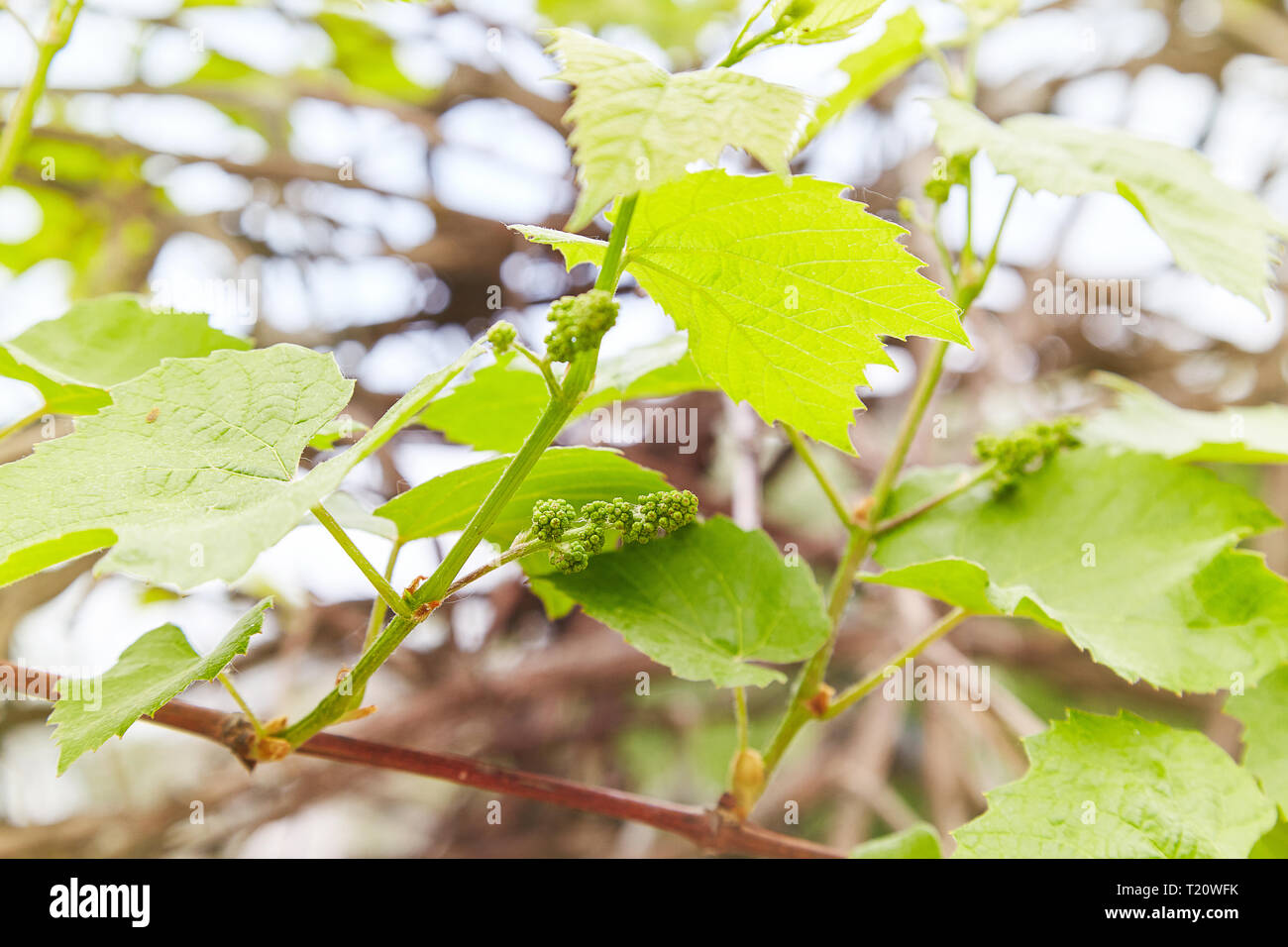 Blossoming Grapes. Closeup of view in beginning stage. Green flowers ...