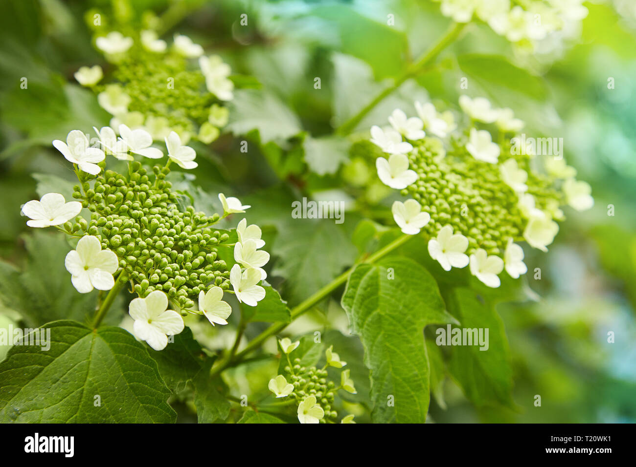 Attractive leaf shrub rose hi-res stock photography and images - Alamy