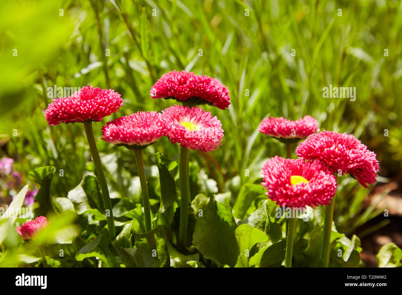 Pink English daisies - Bellis perennis - in spring garden. Bellasima ...