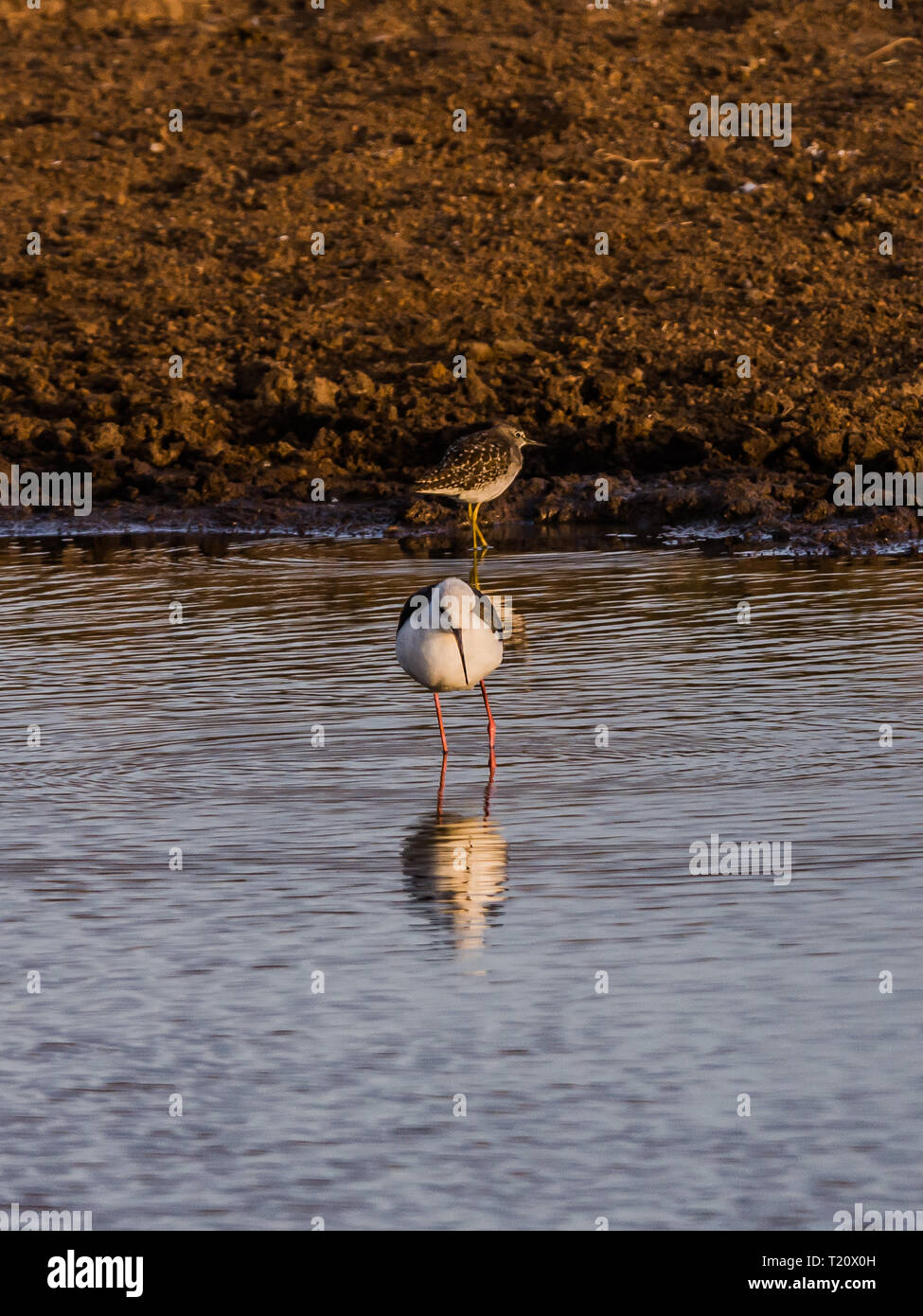 Bird reflection in water hi-res stock photography and images - Alamy