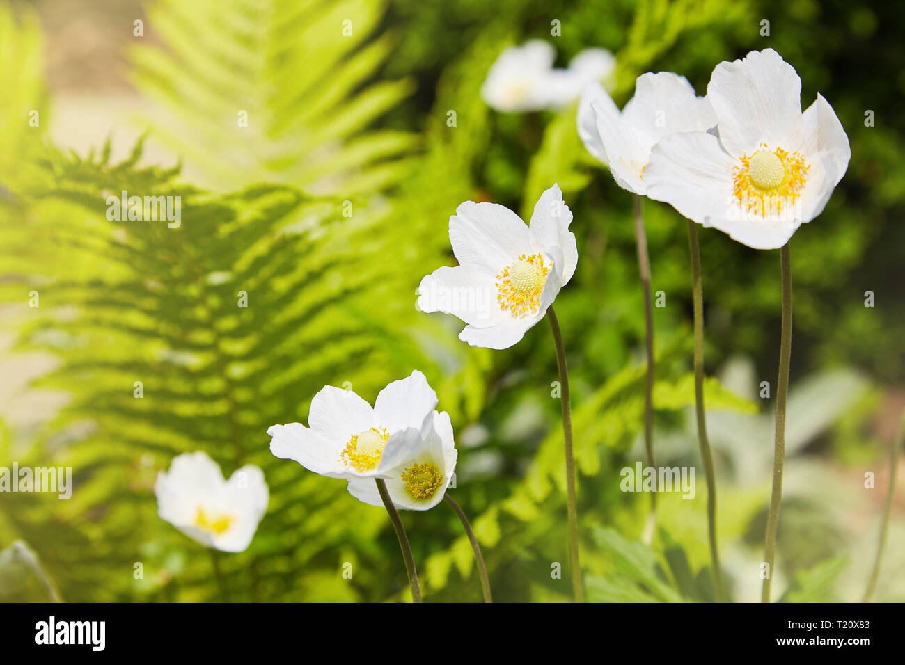 Anemone sylvestris (snowdrop anemone) - White flowers in the botanical ...