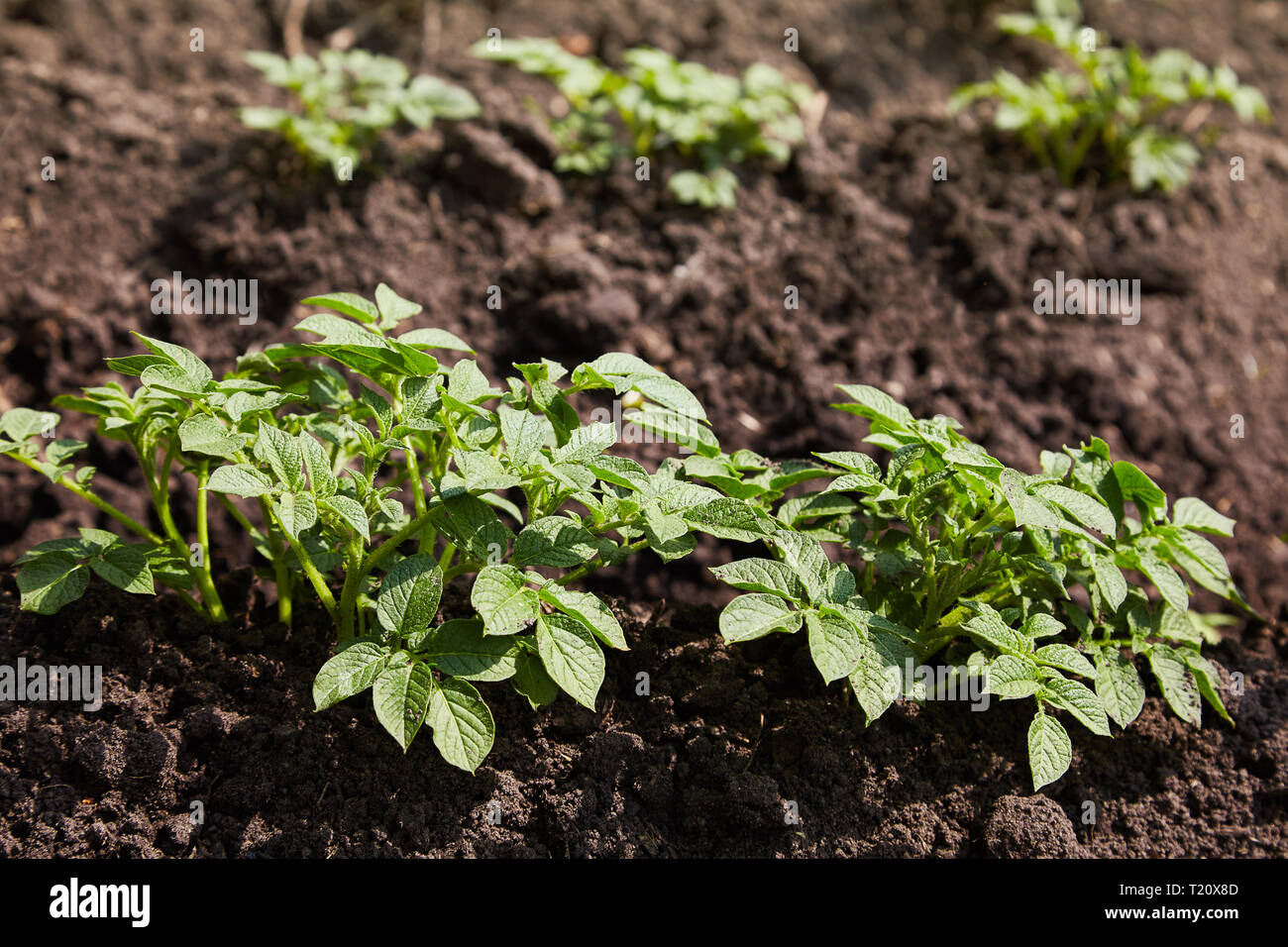 Young potato plants growing on the soil in rows. Potato bush in the ...