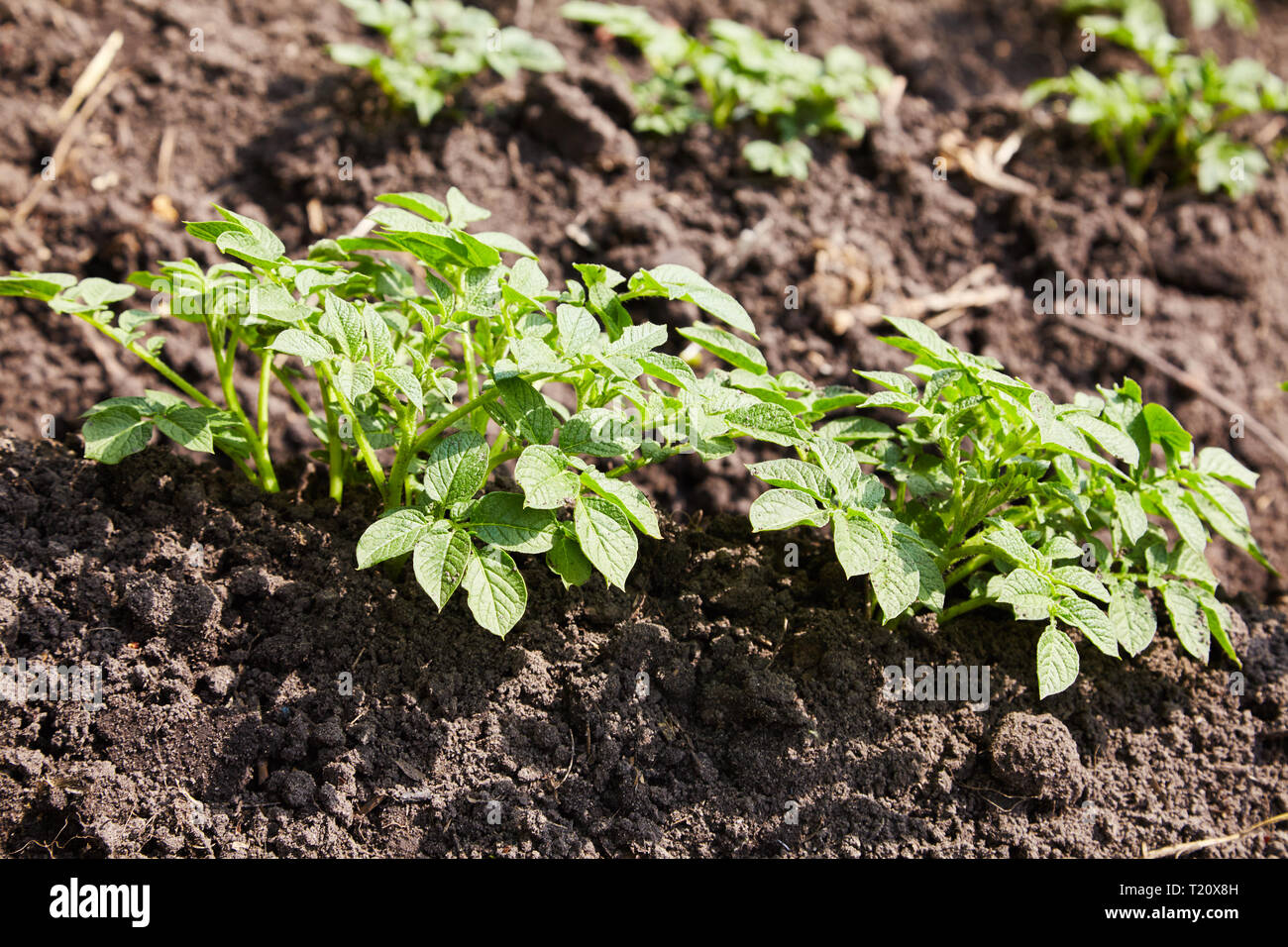 Young potato plants growing on the soil in rows. Potato bush in the ...