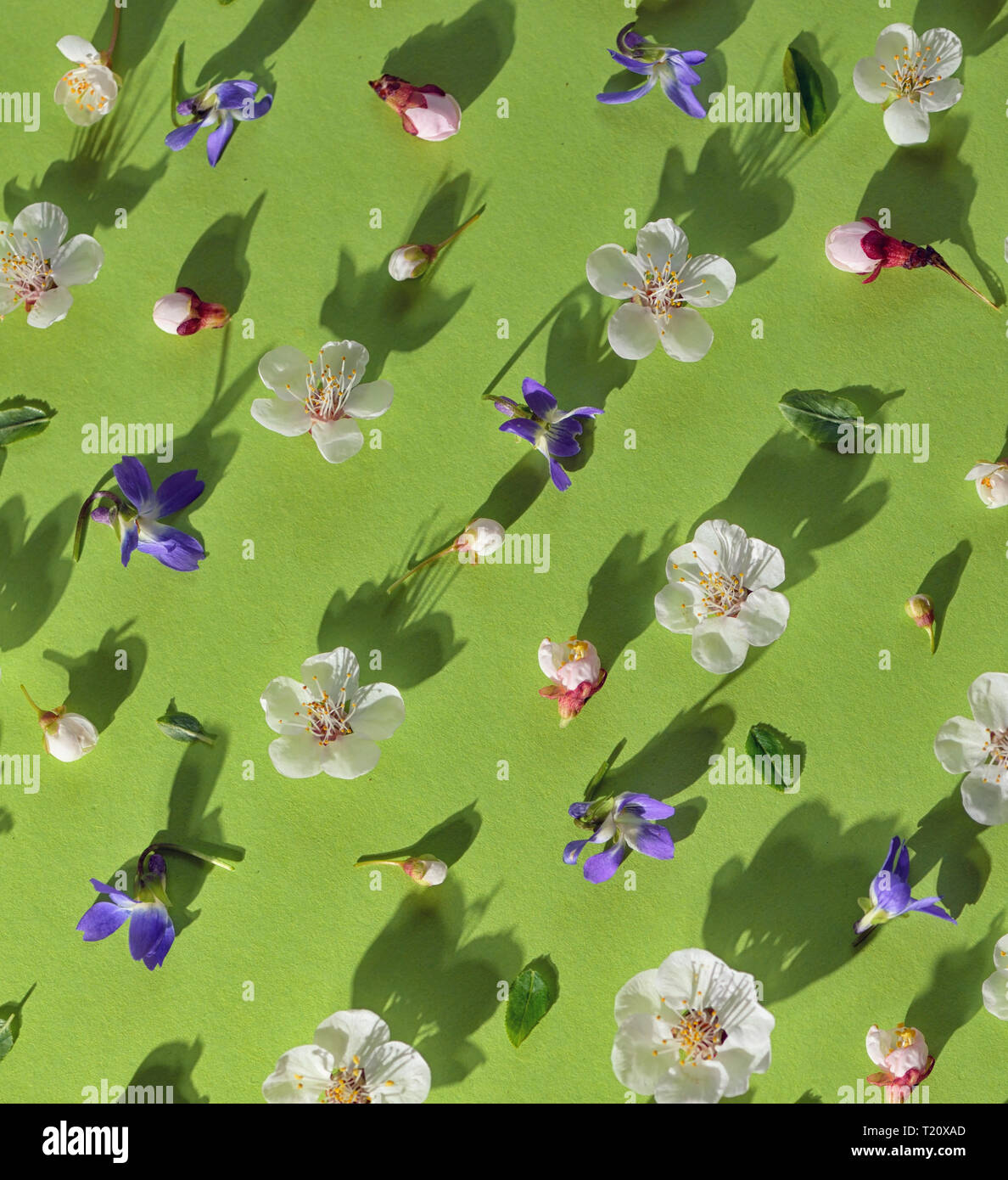 Abstract spring flowers blossoms on paper background Stock Photo - Alamy