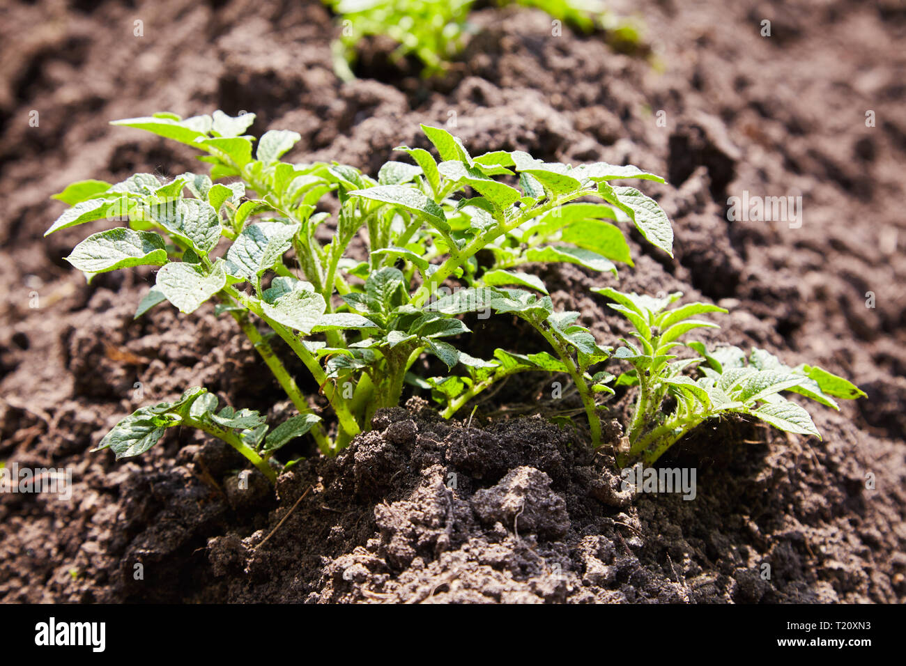Young potato plants growing on the soil in rows. Potato bush in the ...