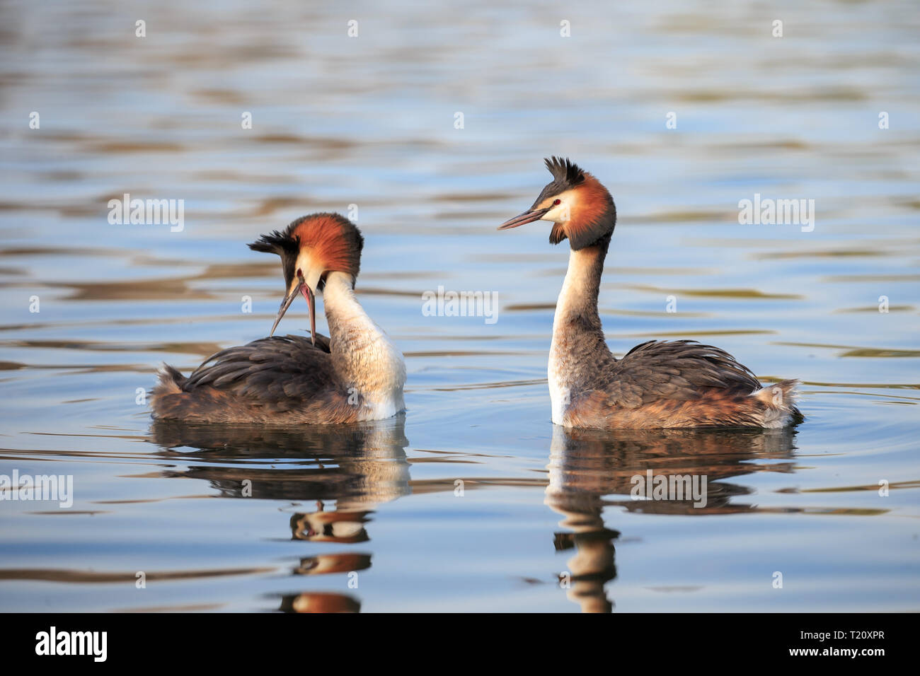 The great crested grebe is a member of the grebe family of water birds ...