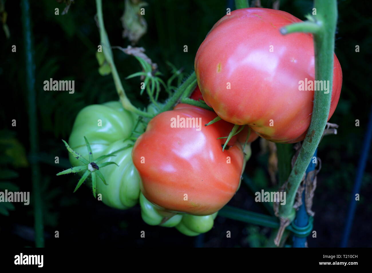Ripe and unripe Heirloom tomatoes on vine Stock Photo - Alamy