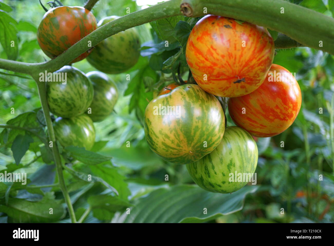 Green zebra tomato plant hi-res stock photography and images - Alamy