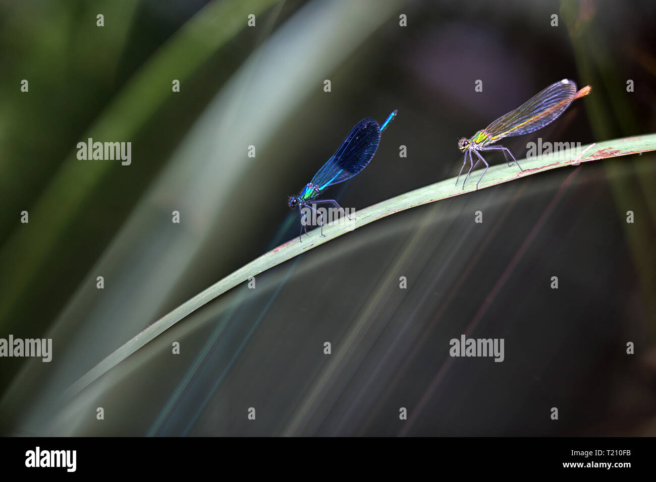 Two dragonflies on blade of grass Stock Photo - Alamy