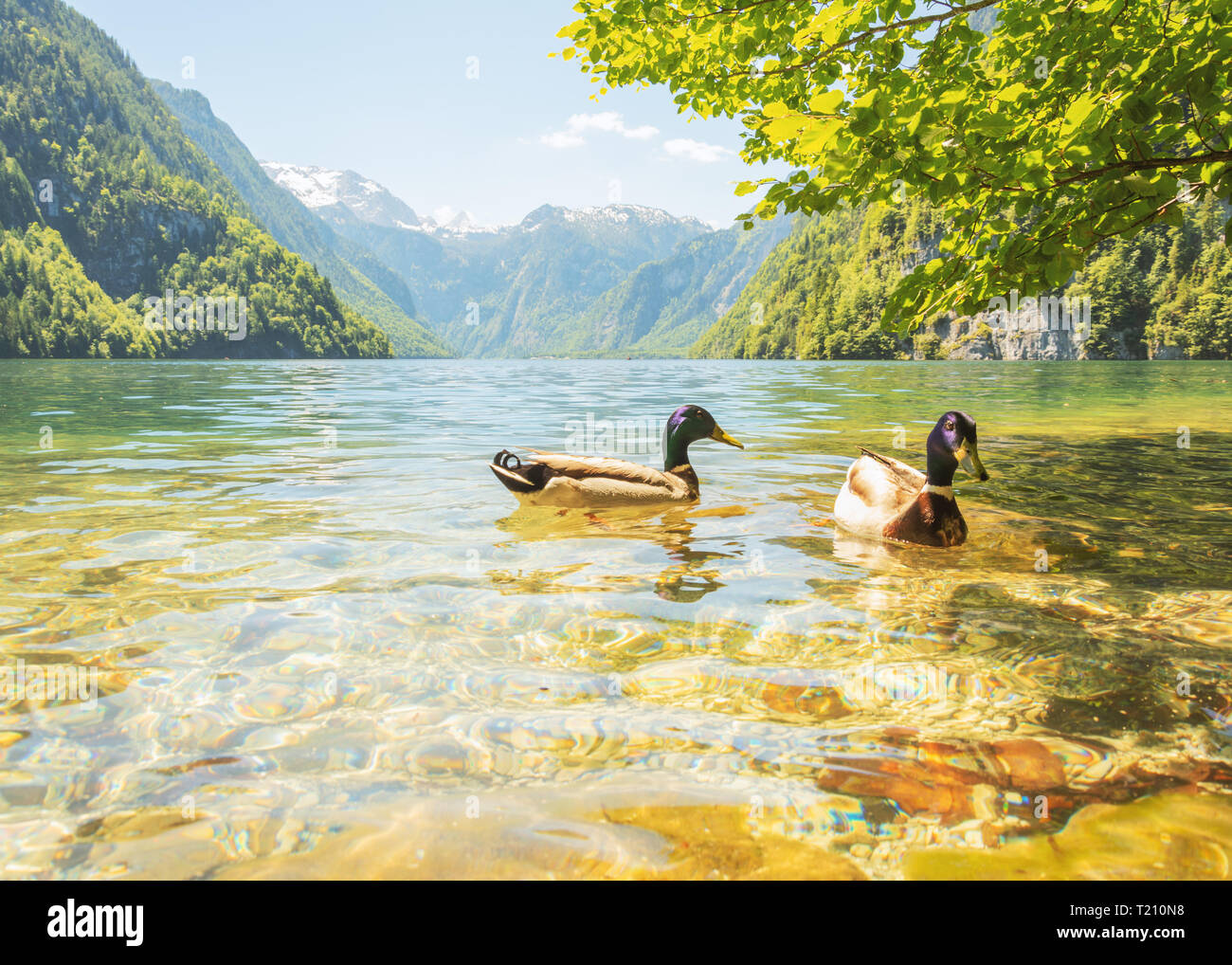 Duck under tree hi-res stock photography and images - Alamy