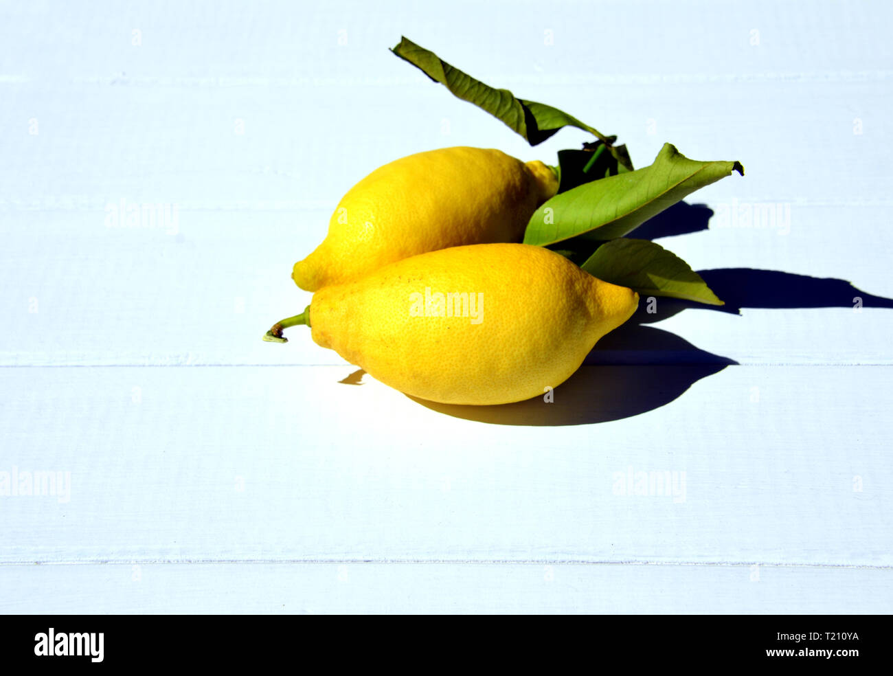 Bodegon with lemons on a white background to highlight the intense ...