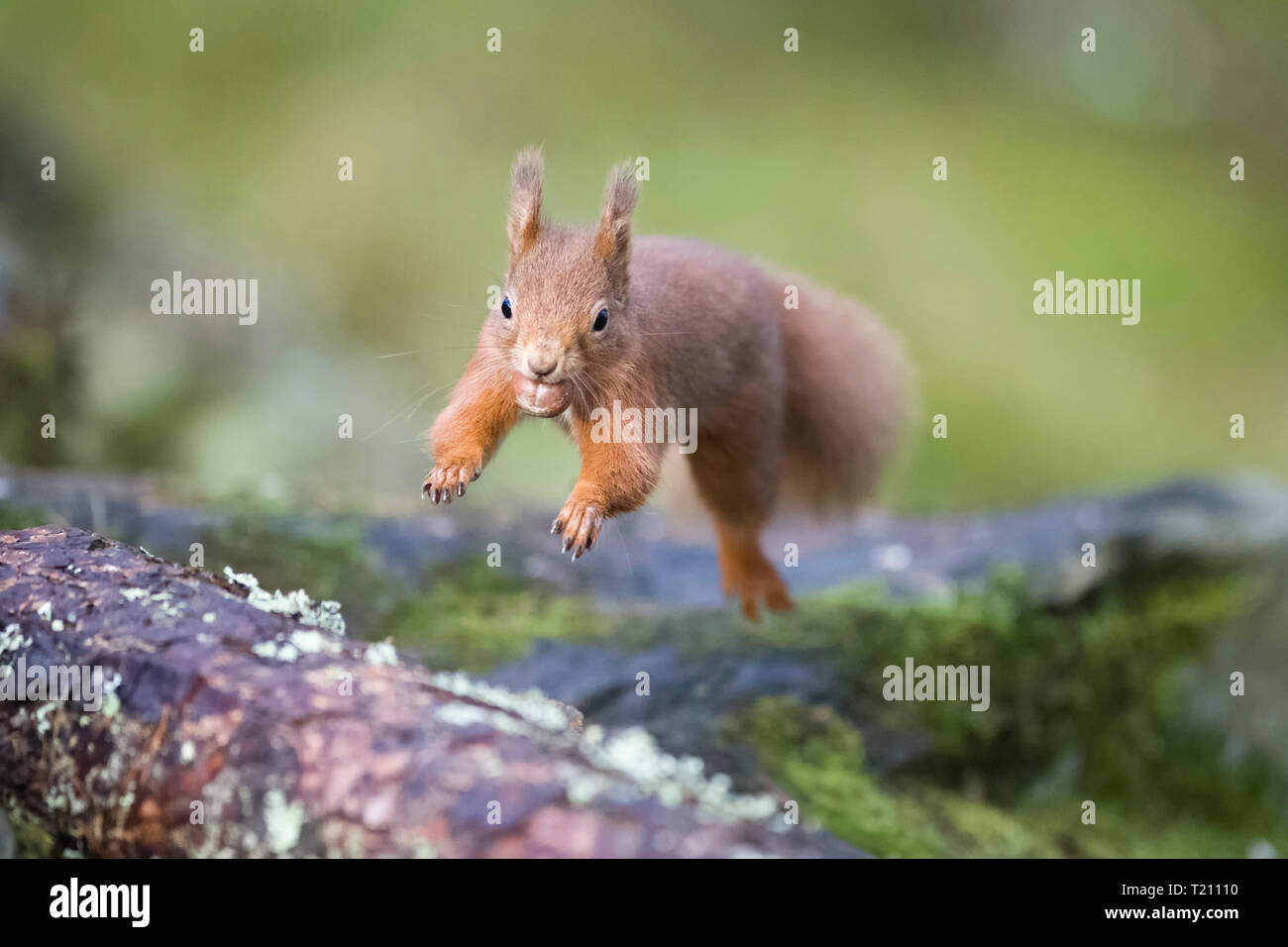 Jumping Eurasian red squirrel Stock Photo - Alamy