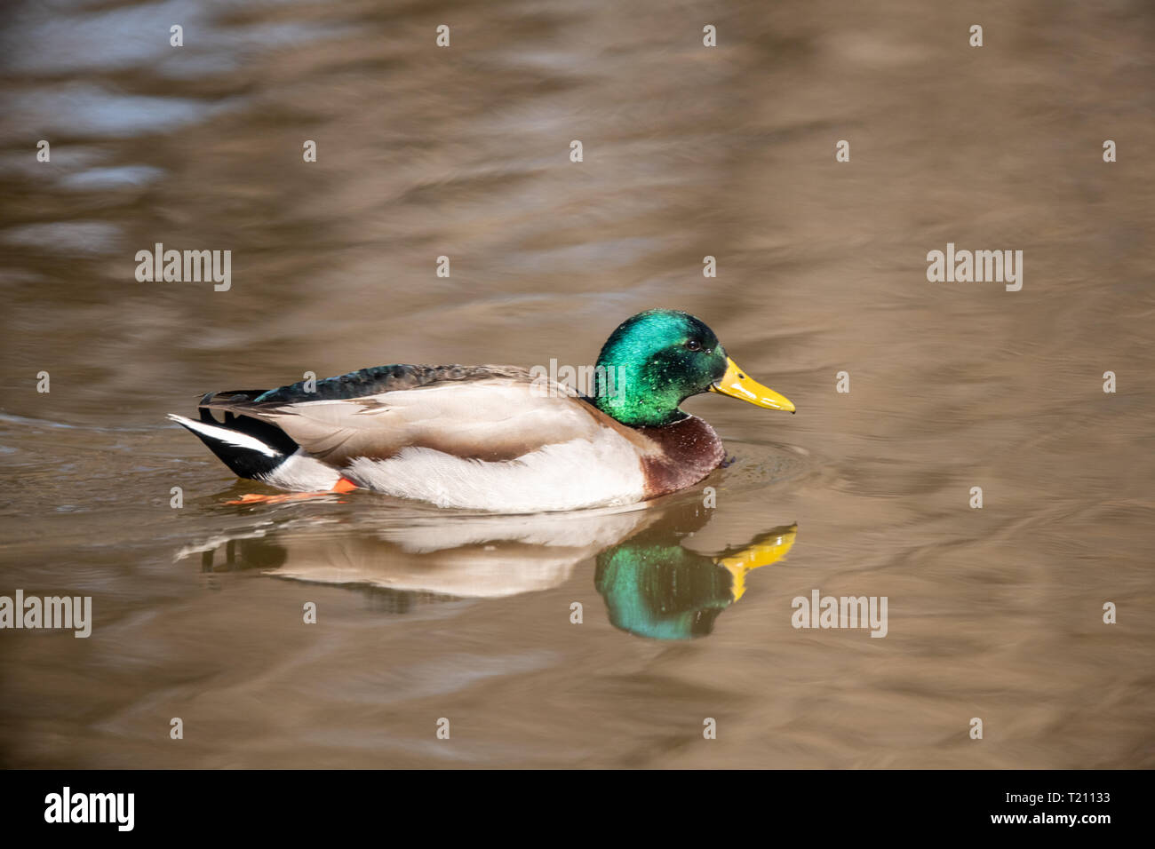 Male Green mallard duck (Anas platyrhynchos) swimming with reflection ...