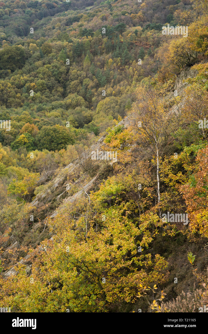Woodland on The Ercall and around Ercall Quarry beside The Wrekin ...