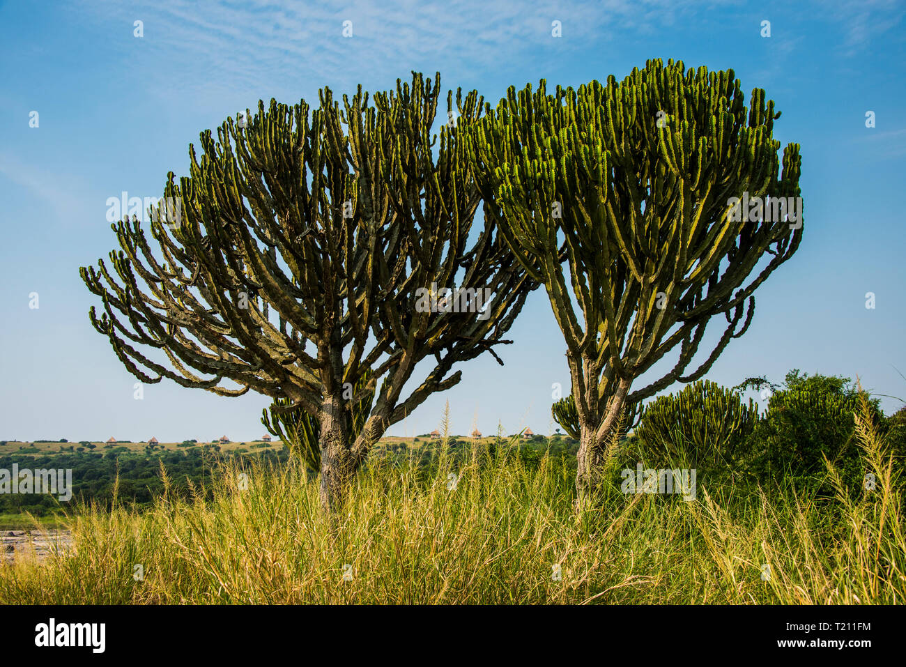 Cactus tree hi-res stock photography and images - Alamy