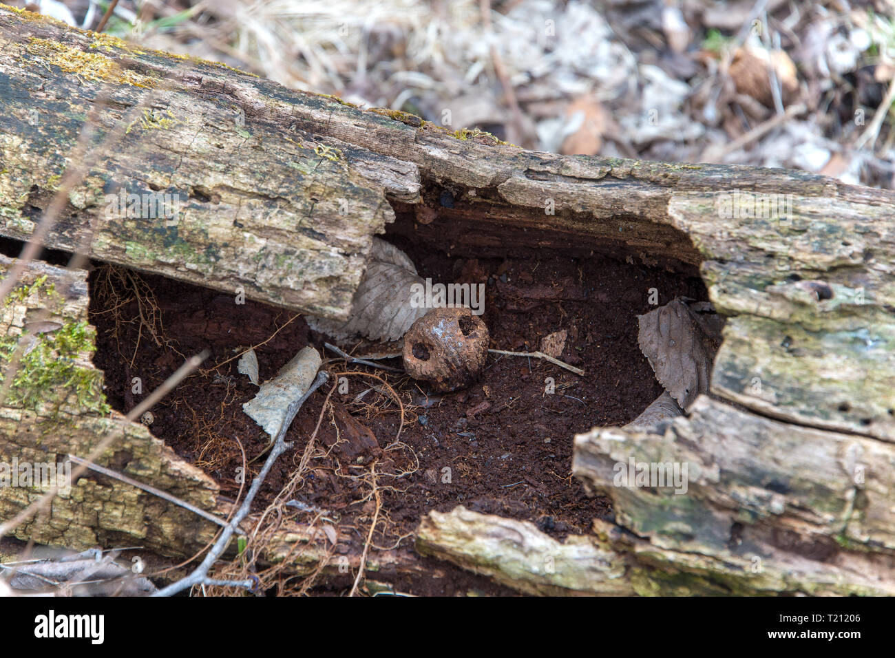 Trout Inside Hollow Log