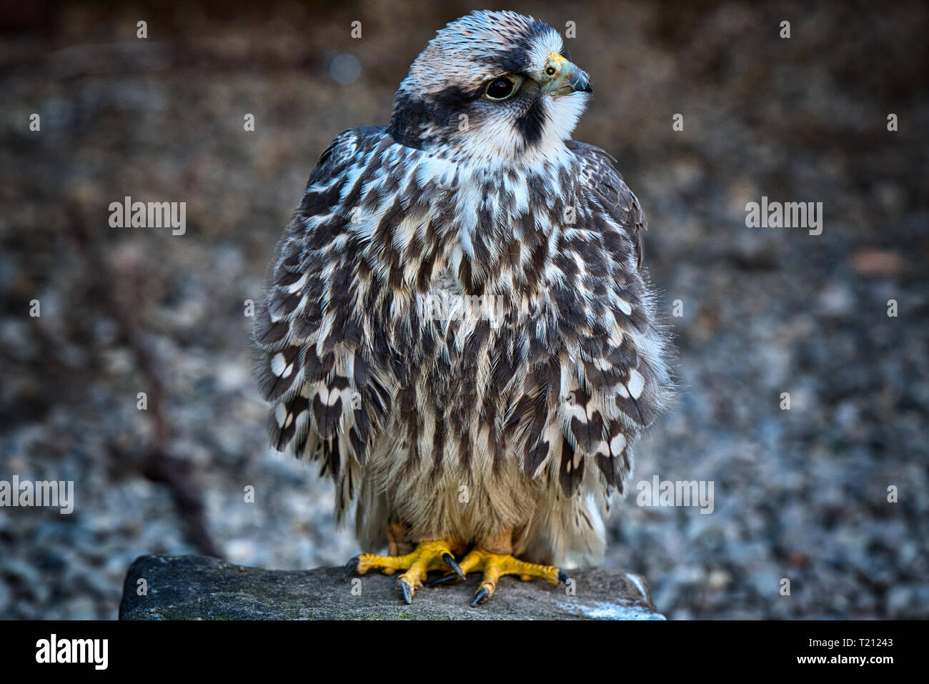 Eagle Wild Bird Stock Photo - Alamy