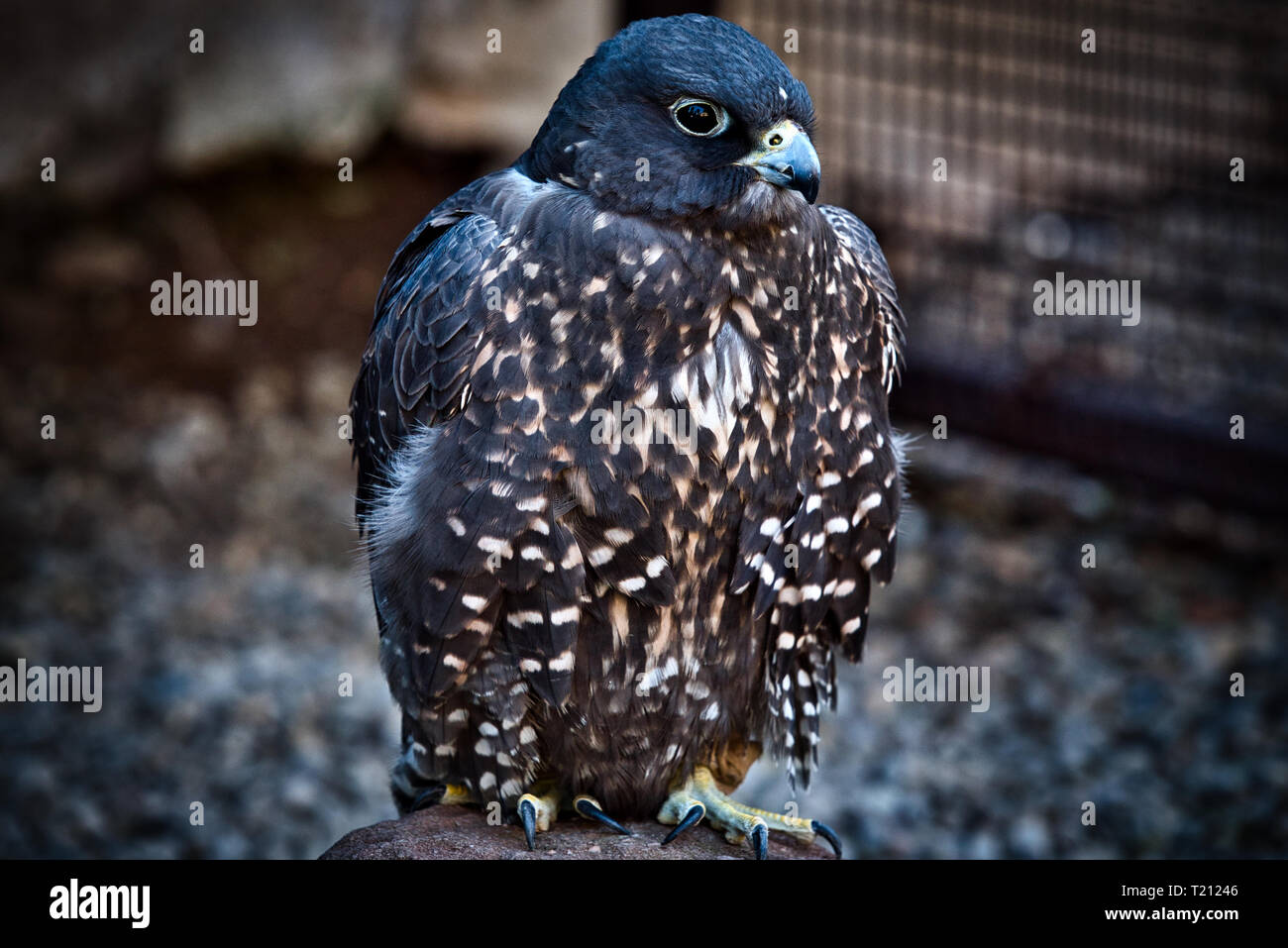 Eagle Wild Bird Stock Photo - Alamy