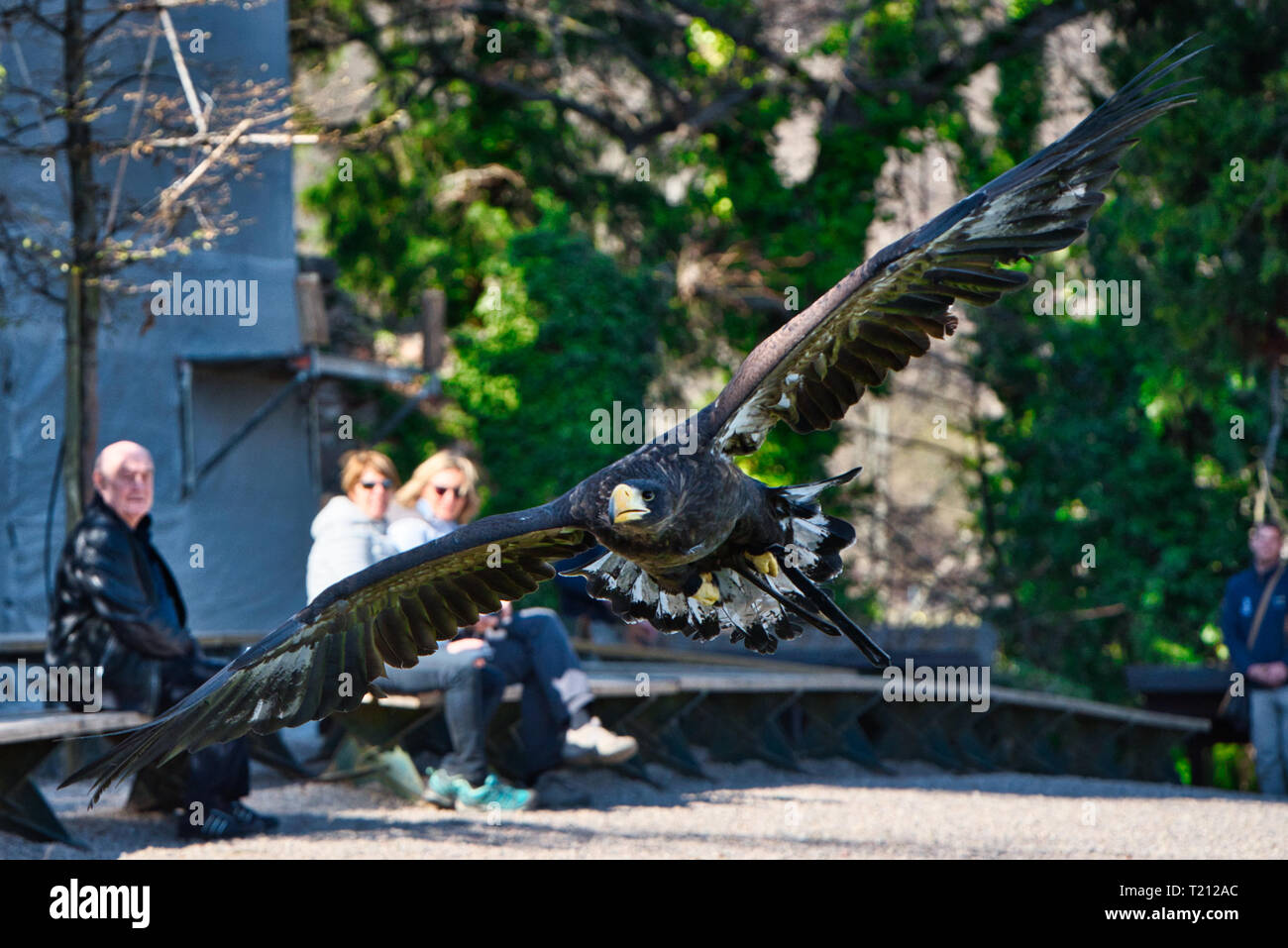Eagle Wild Bird Stock Photo - Alamy