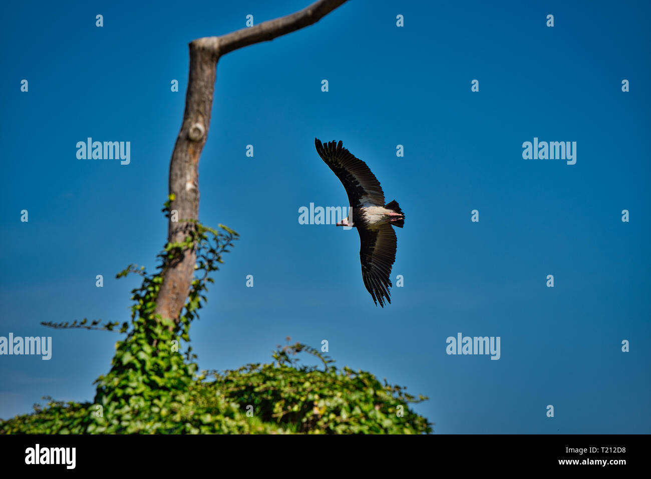 Eagle Wild Bird Stock Photo - Alamy