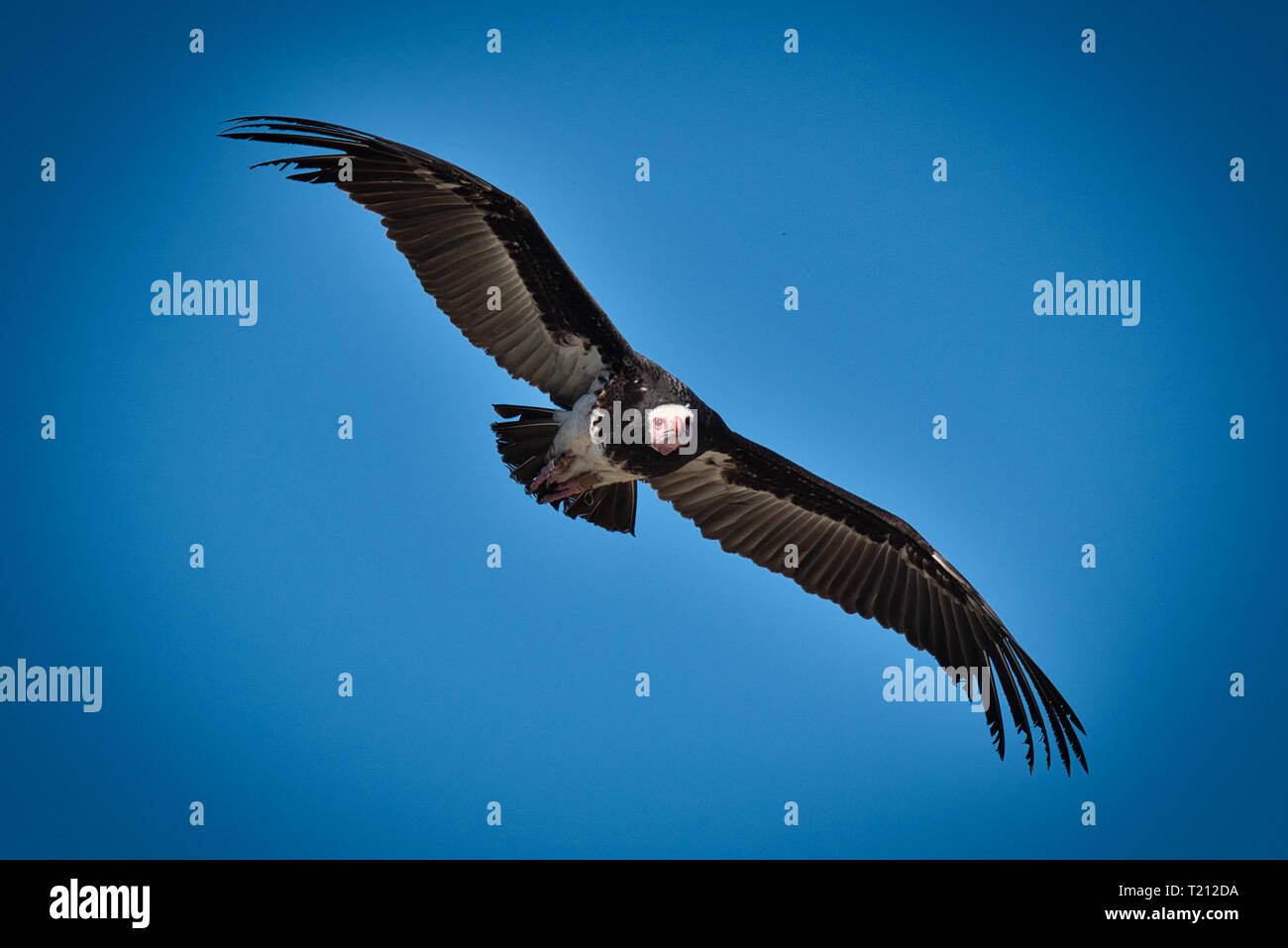 Eagle Wild Bird Stock Photo - Alamy