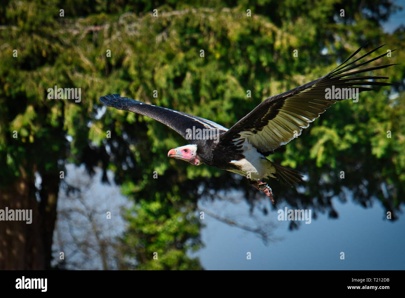 Eagle Wild Bird Stock Photo - Alamy
