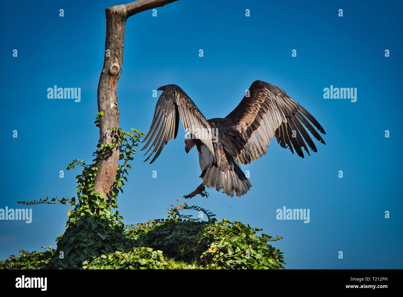 Eagle Wild Bird Stock Photo - Alamy