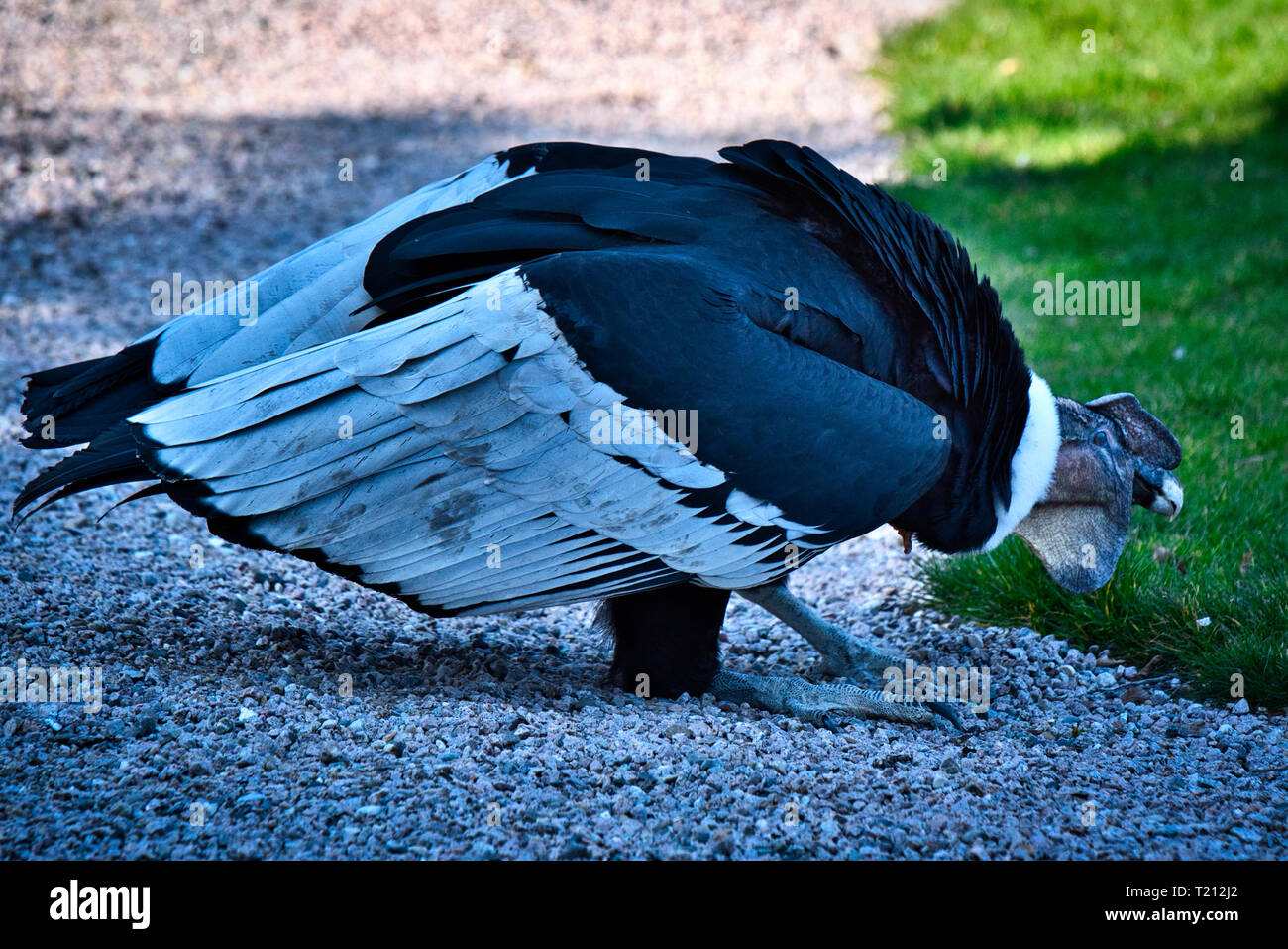 Eagle Wild Bird Stock Photo - Alamy