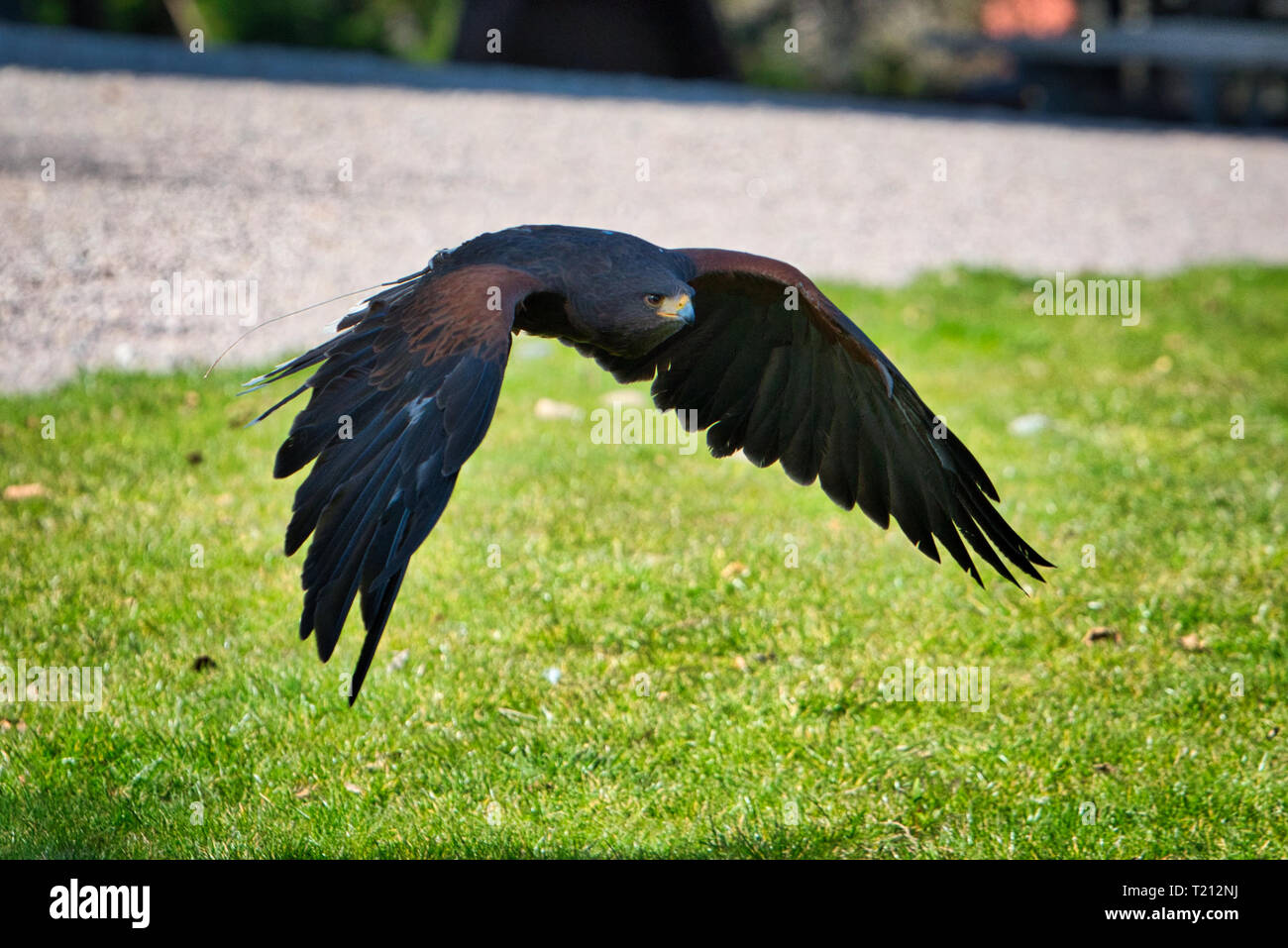 Eagle Wild Bird Stock Photo - Alamy