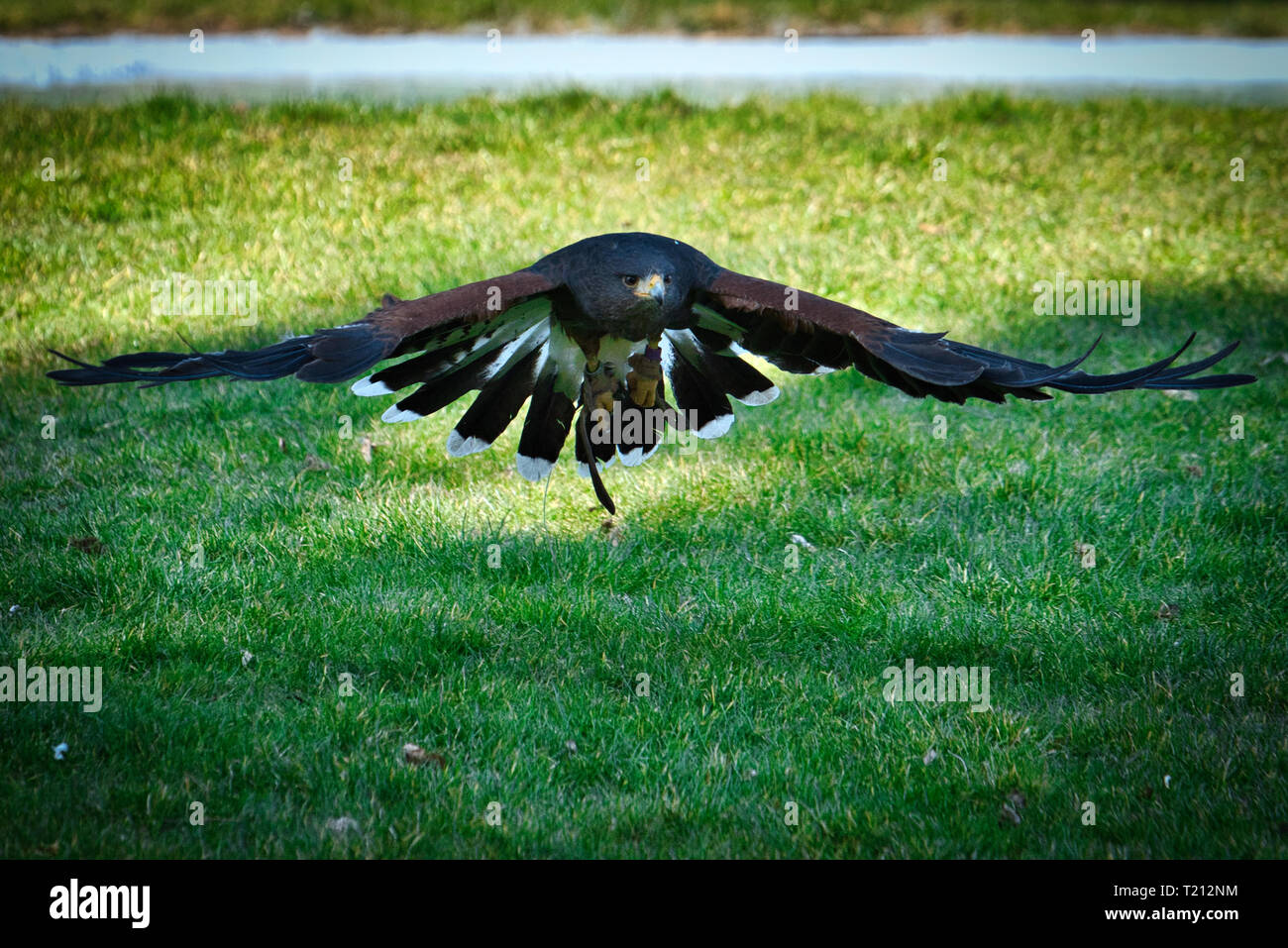 Eagle Wild Bird Stock Photo - Alamy