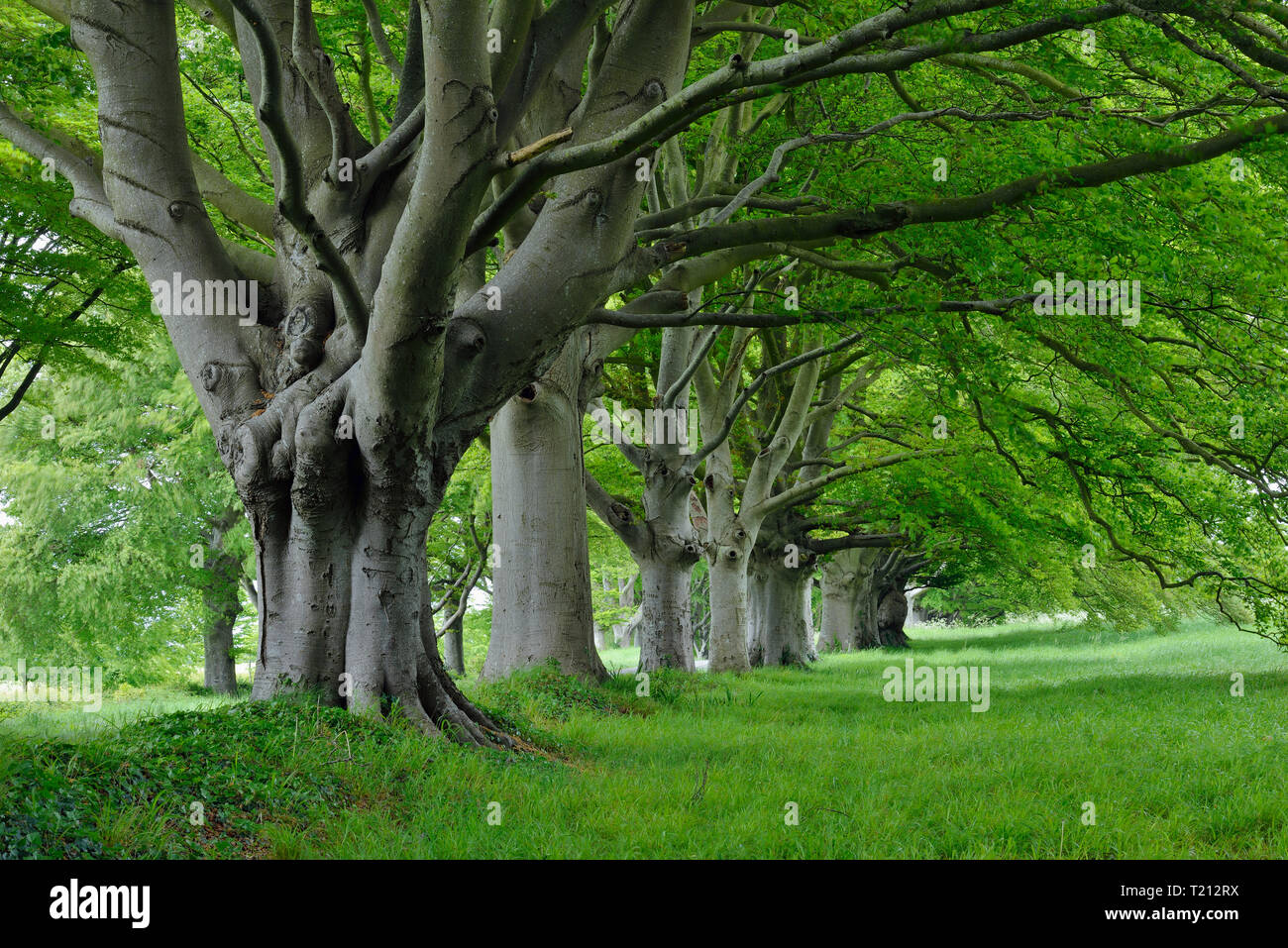 Old beech trees in a row. Dorset, England, UK Stock Photo - Alamy