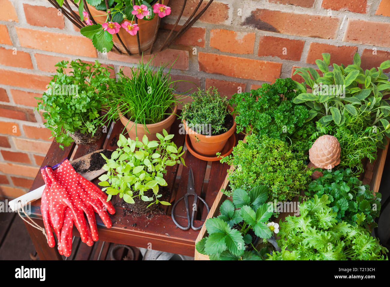 Spice plants hi-res stock photography and images - Alamy