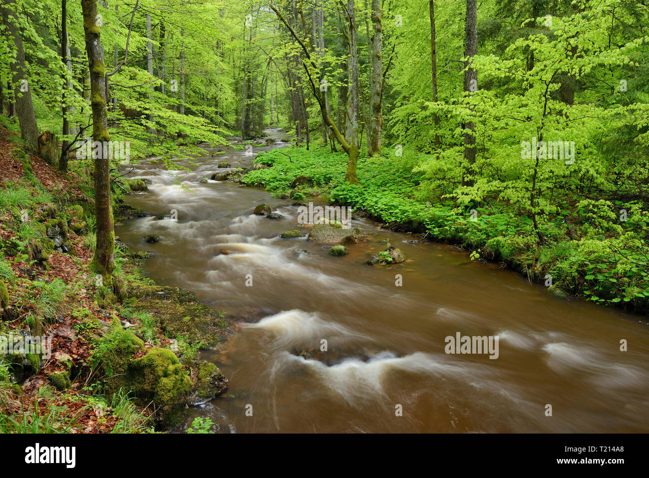 Bode river kalte bode elendstal valley kalte bode hi-res stock ...