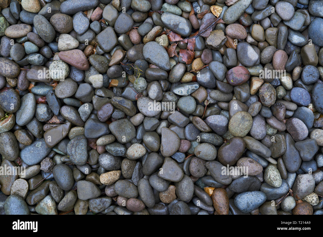 Smooth rocks, warn smooth by the water on the bank of a river in the ...