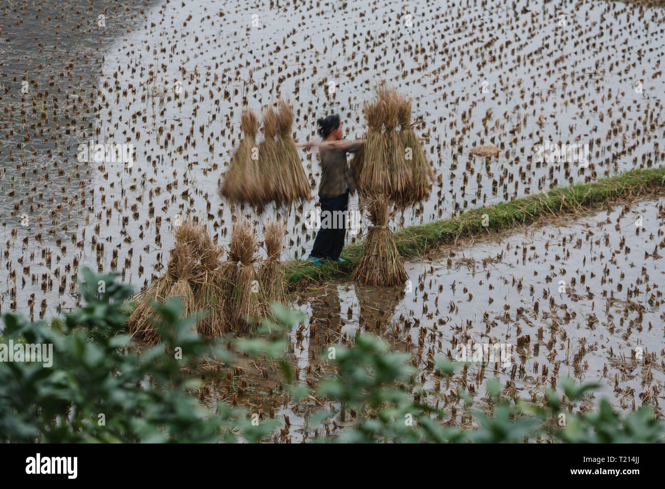 Laborer carries rice stalks from field to be processed Stock Photo - Alamy