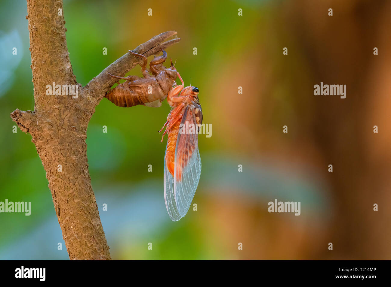 Cicada sloughing off its gold shell with colorful blurred background ...
