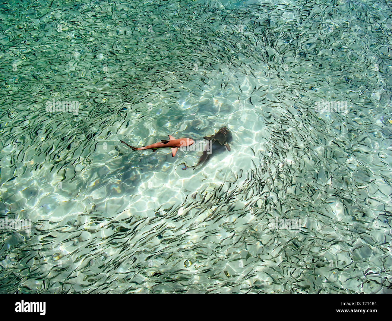 Baby reef shark hi-res stock photography and images - Alamy