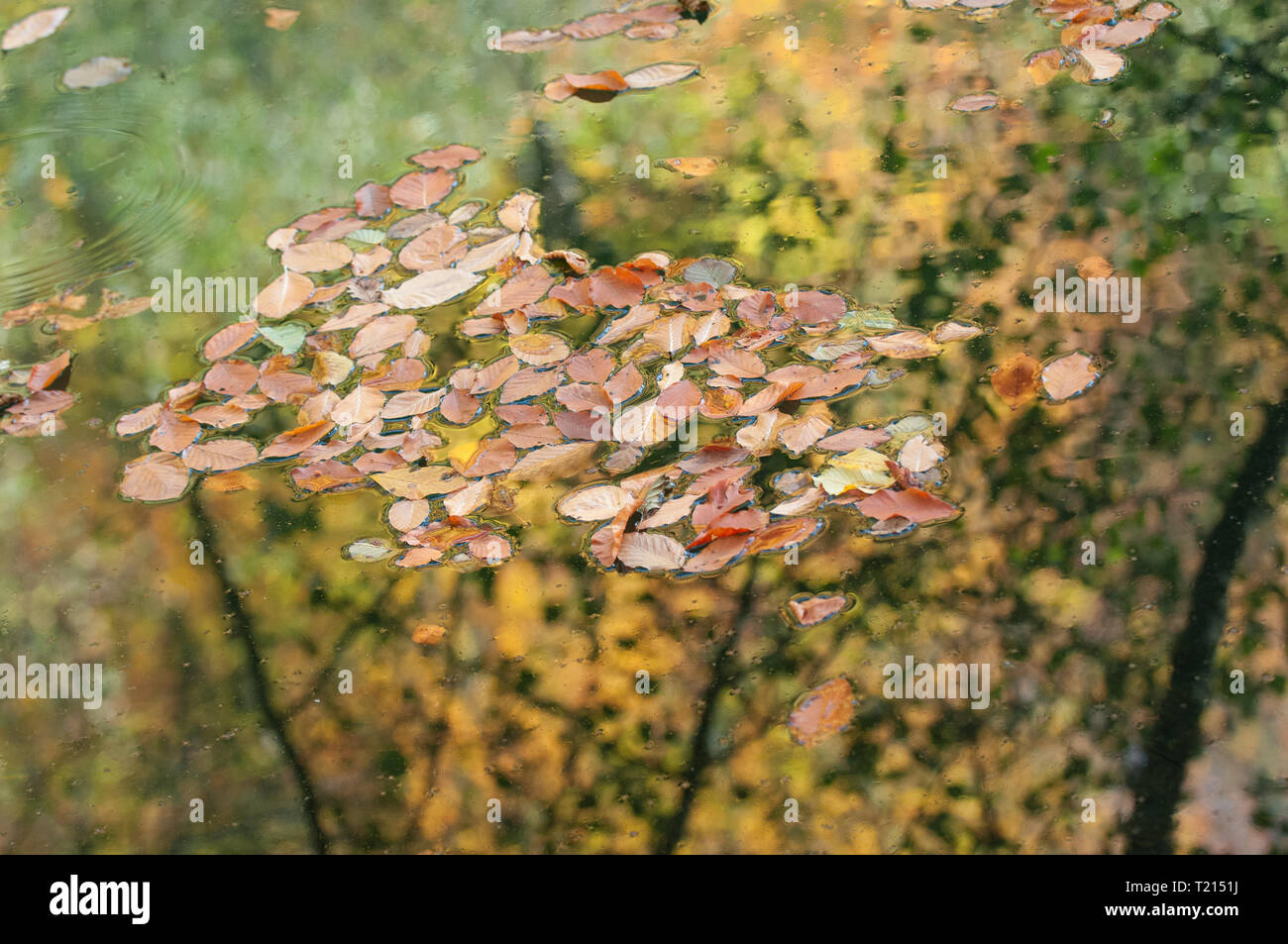 Autumn at Yedigöller National park, leaves over a lake Stock Photo - Alamy