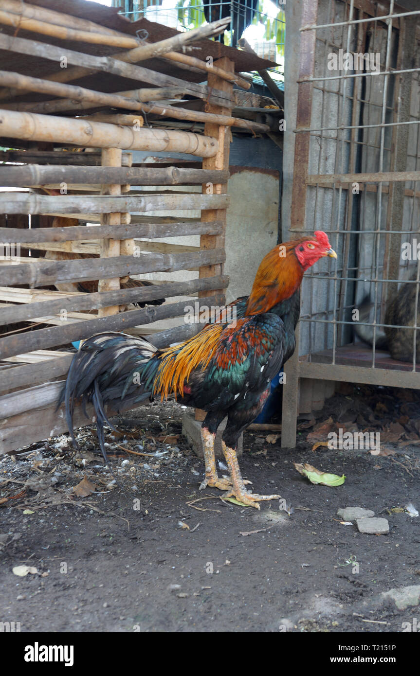 Rooster with bamboo cage as background Stock Photo - Alamy