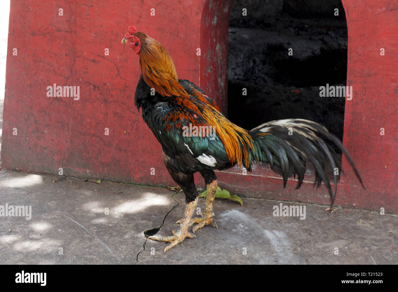 Good Looking Thai Rooster