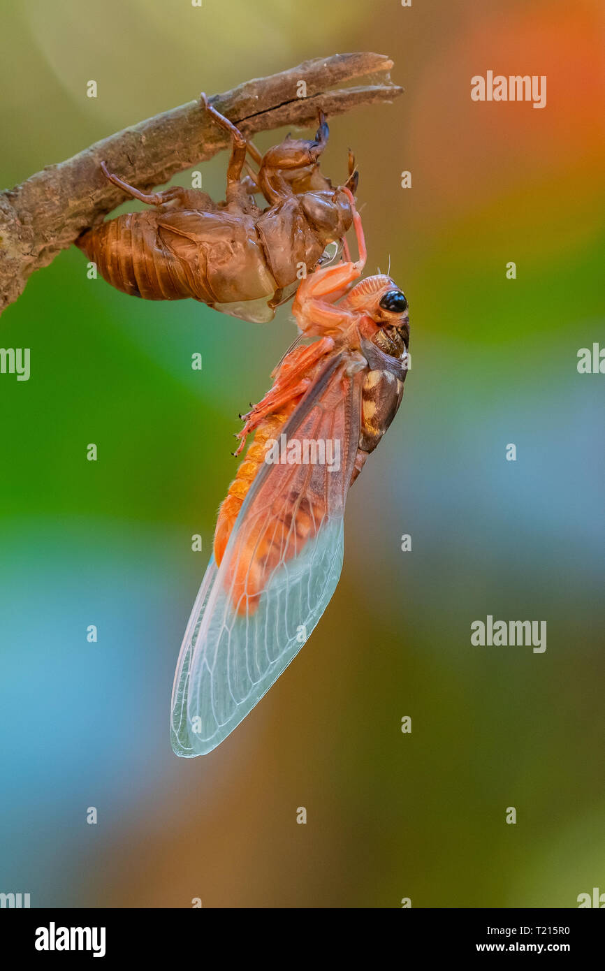 Gold bugs hi-res stock photography and images - Alamy