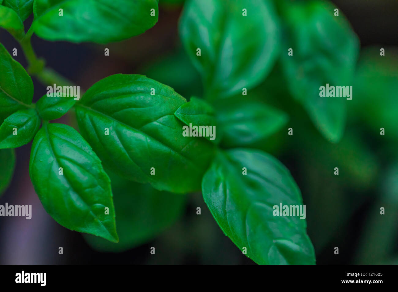 Basil leaves close hi-res stock photography and images - Alamy