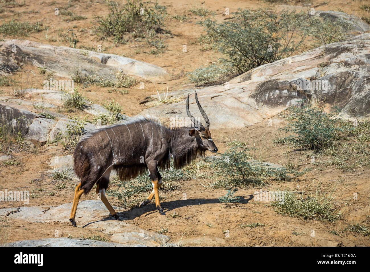 Nyala male walking on sand in Kruger National park, South Africa ...