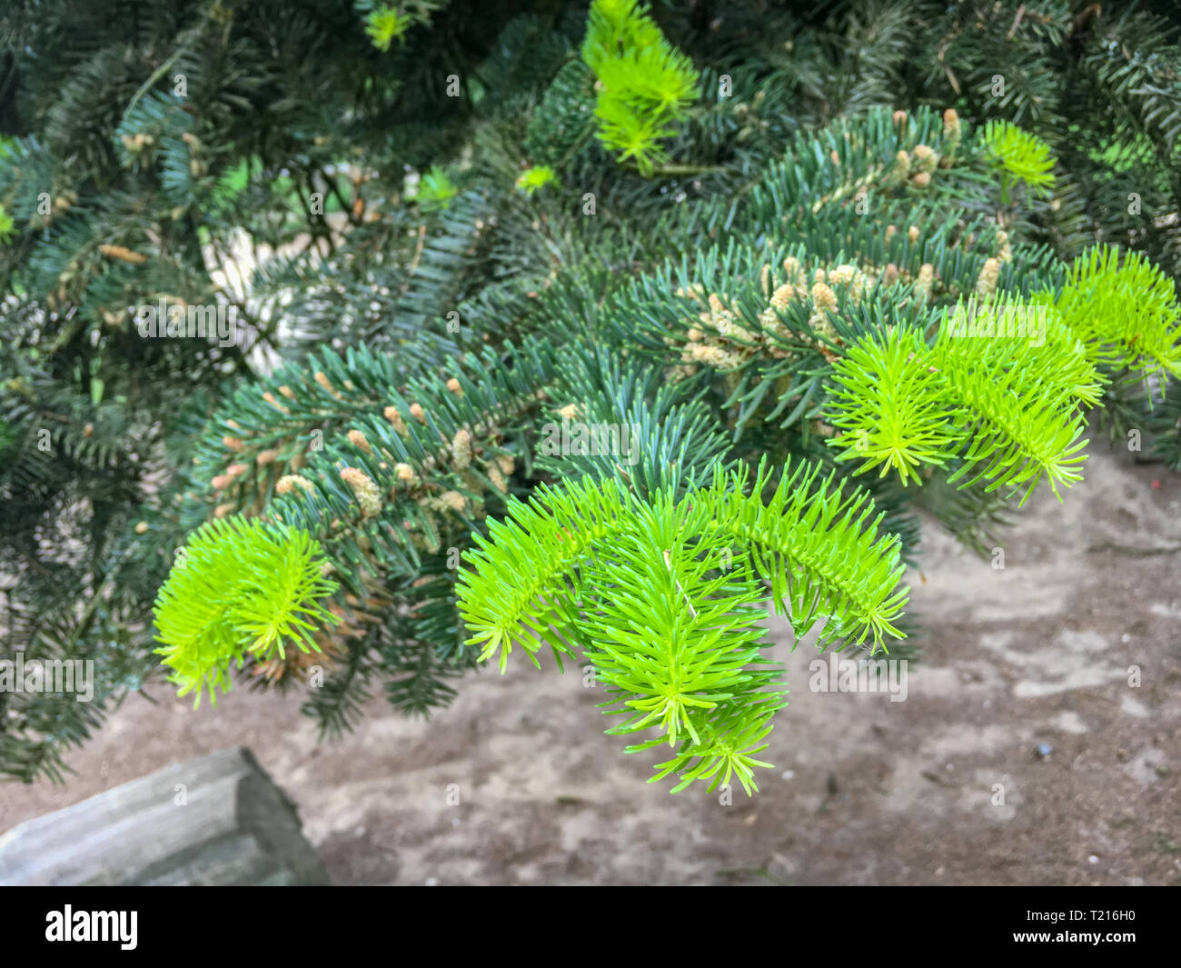 Fir Sprouts High Resolution Stock Photography and Images - Alamy
