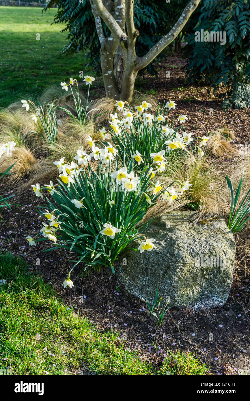 Spring Daffodil flowers grow in West Seattle, Washington Stock Photo ...
