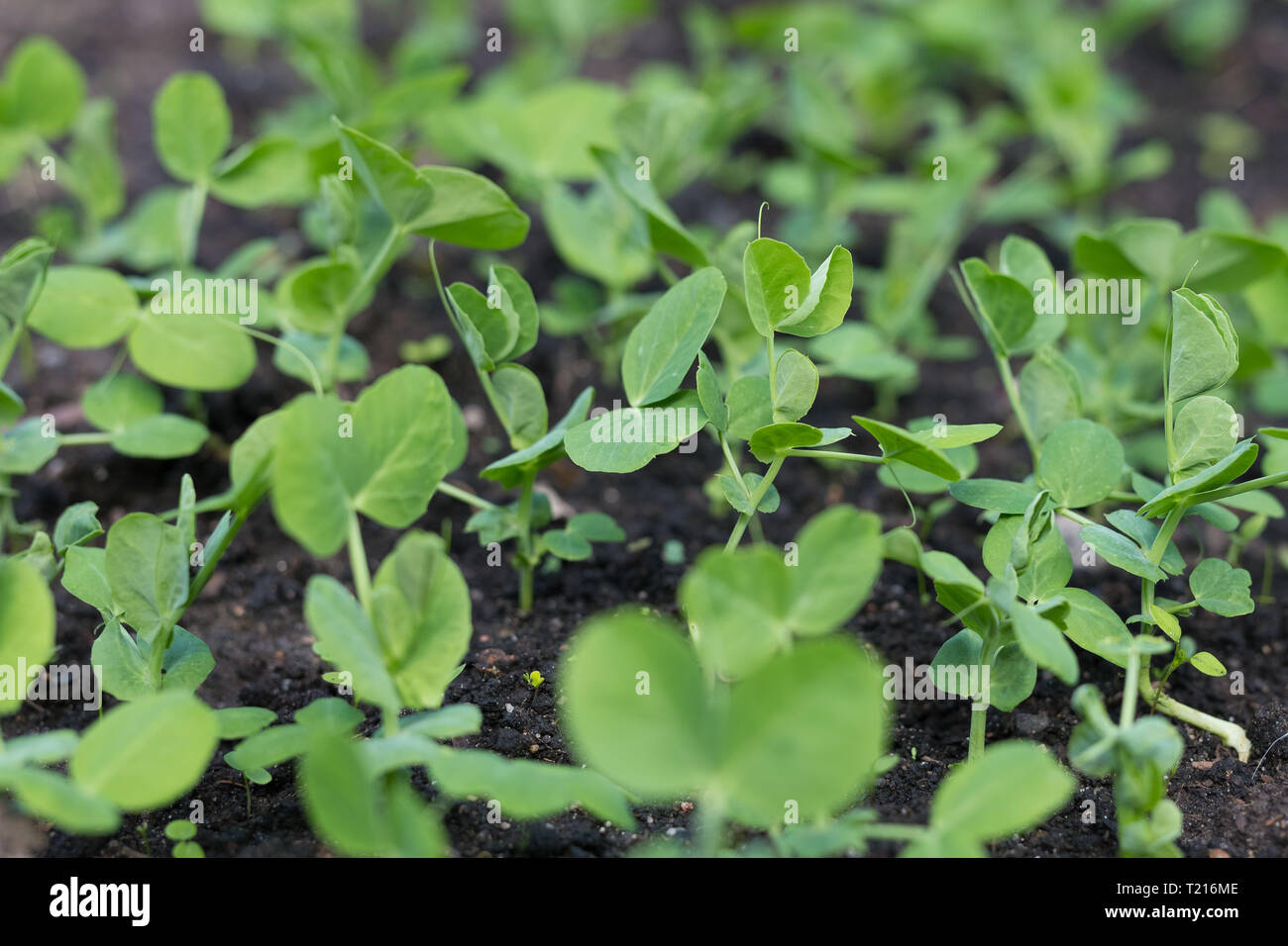 Young pea plants in early spring garden Stock Photo - Alamy