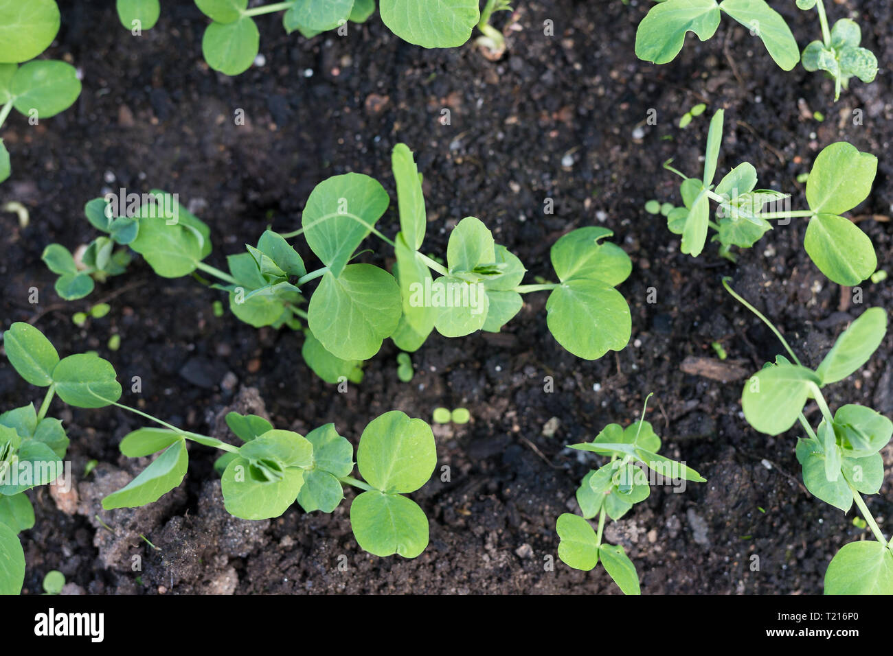Young pea plants in early spring garden Stock Photo - Alamy