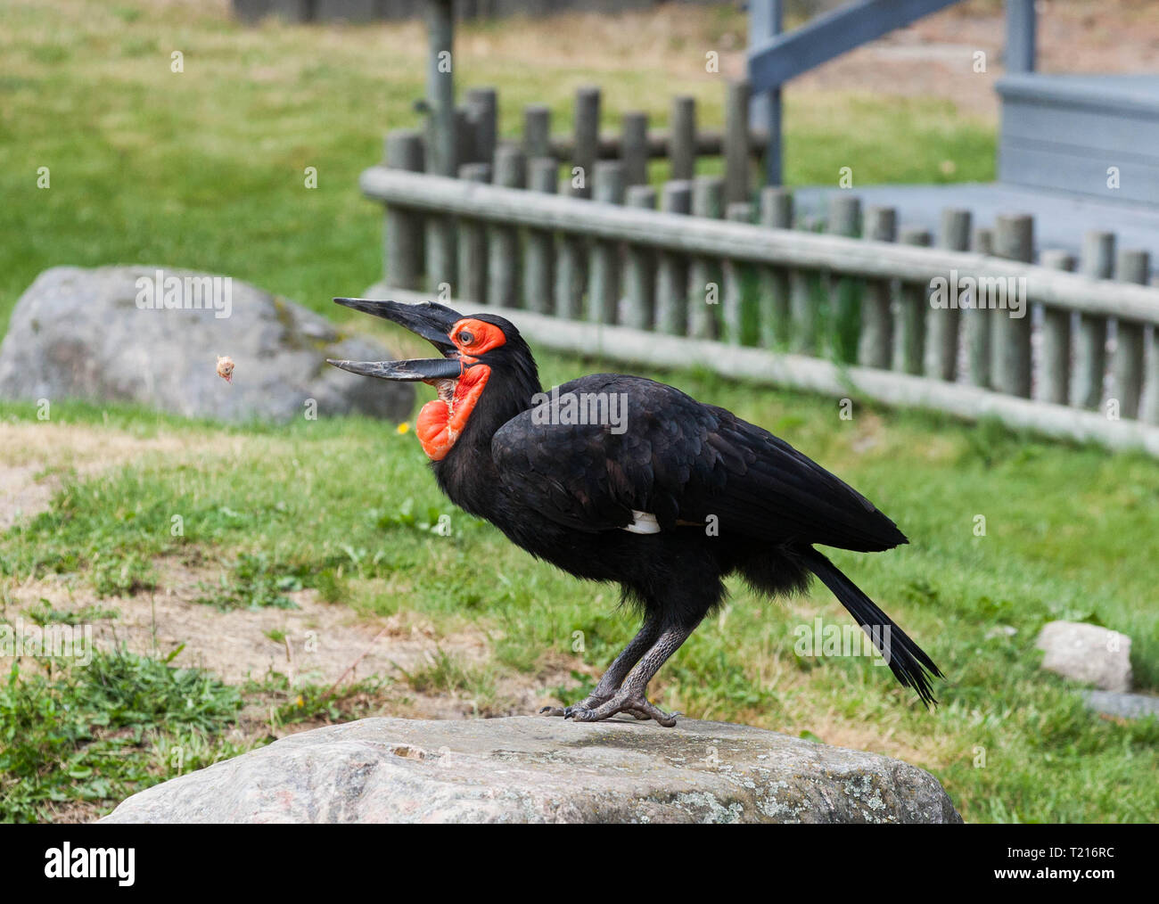 Kolmarden zoo hi-res stock photography and images - Alamy